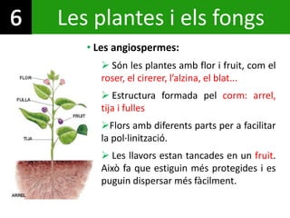 6 els vegetals i els fongs | PPSX