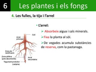 6 els vegetals i els fongs | PPSX
