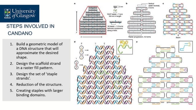 DNA Origami | PDF | Biotech and Biomedical Industry | Industries