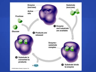 6 enzyme notes | PPT
