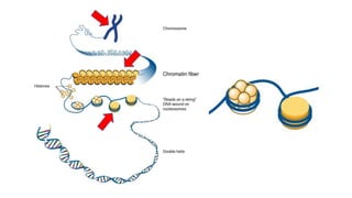6 essential genetic terms explained!!! | PPT