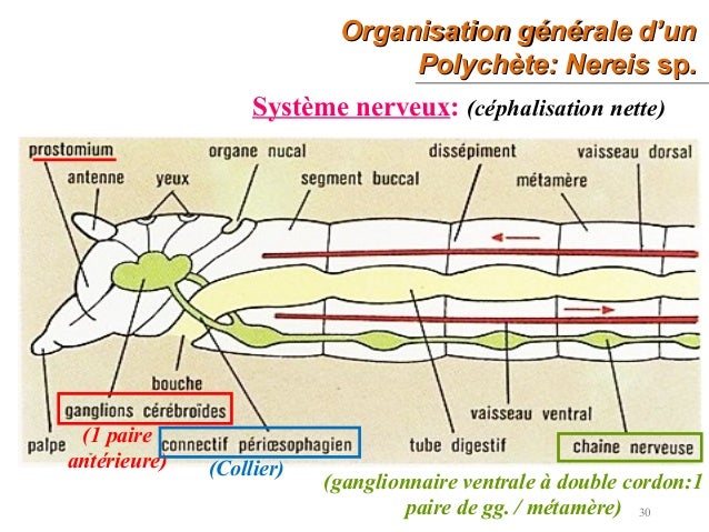 6-exposé annélides
