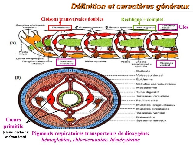 6-exposé annélides