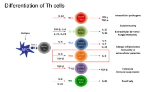 Summer research Homogenity in Th9 cultures 2 | PPTX