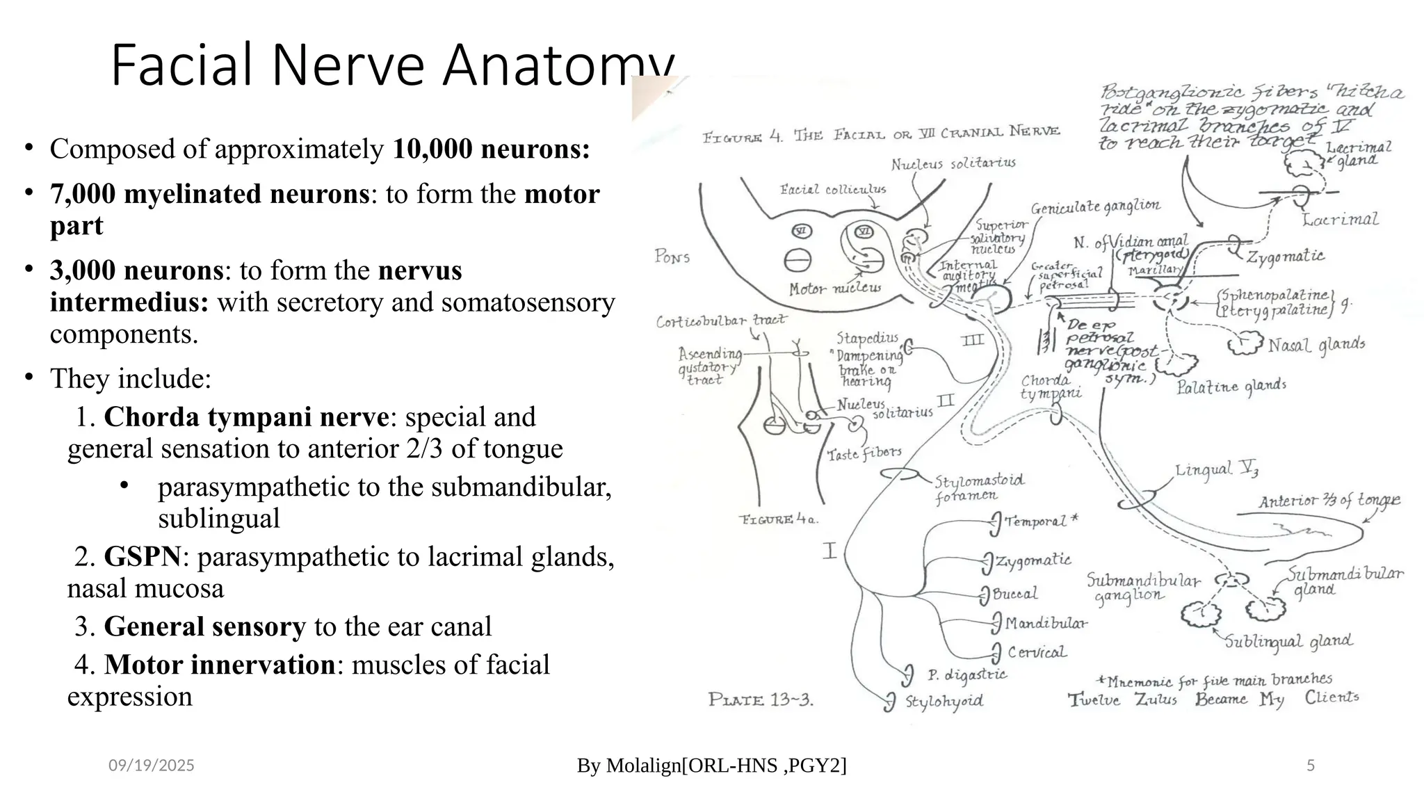 6 facial nerve Clinical anatomy, and diseases.pptx