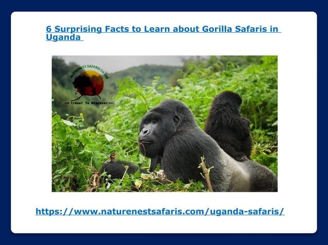 6 Fascinating Facts You Didn’t Know About Gorilla Safaris in Uganda.pptx