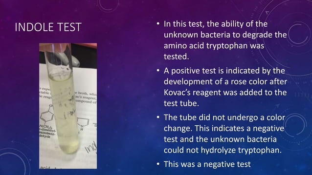 Microbiology Bacterial Unknown Project | PPTX