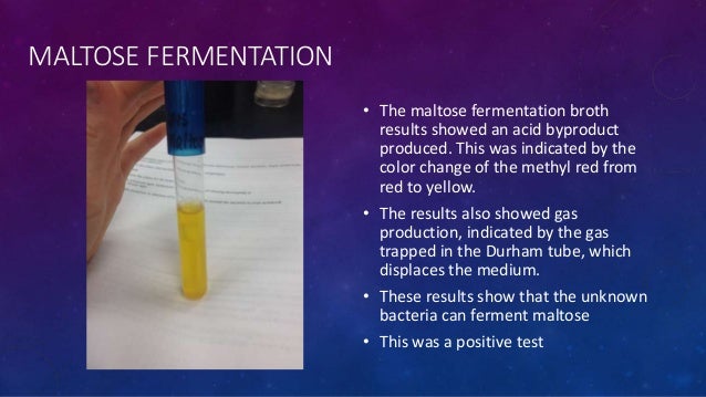Microbiology Bacterial Unknown Project