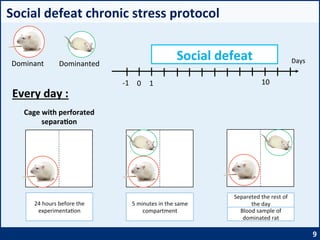 Neurogenesis & stress (EN) | PDF