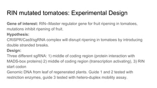 CRISPR's Potential | PDF