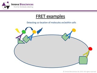 A Beginner’s Guide to the Principles and Applications of FRET | PDF