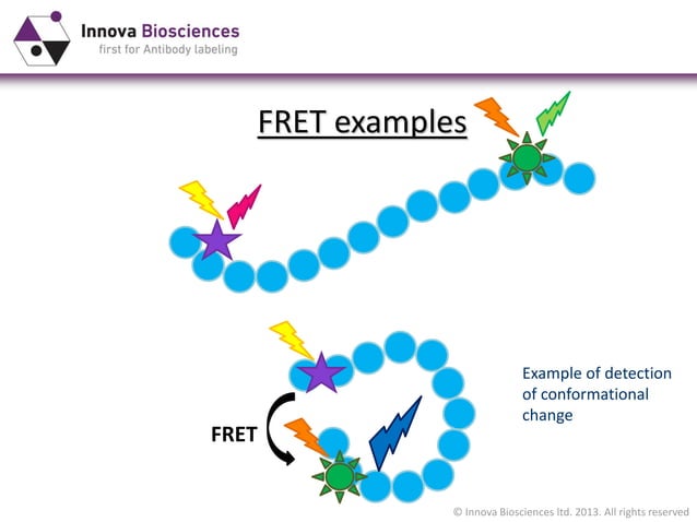 A Beginner’s Guide to the Principles and Applications of FRET | PPT