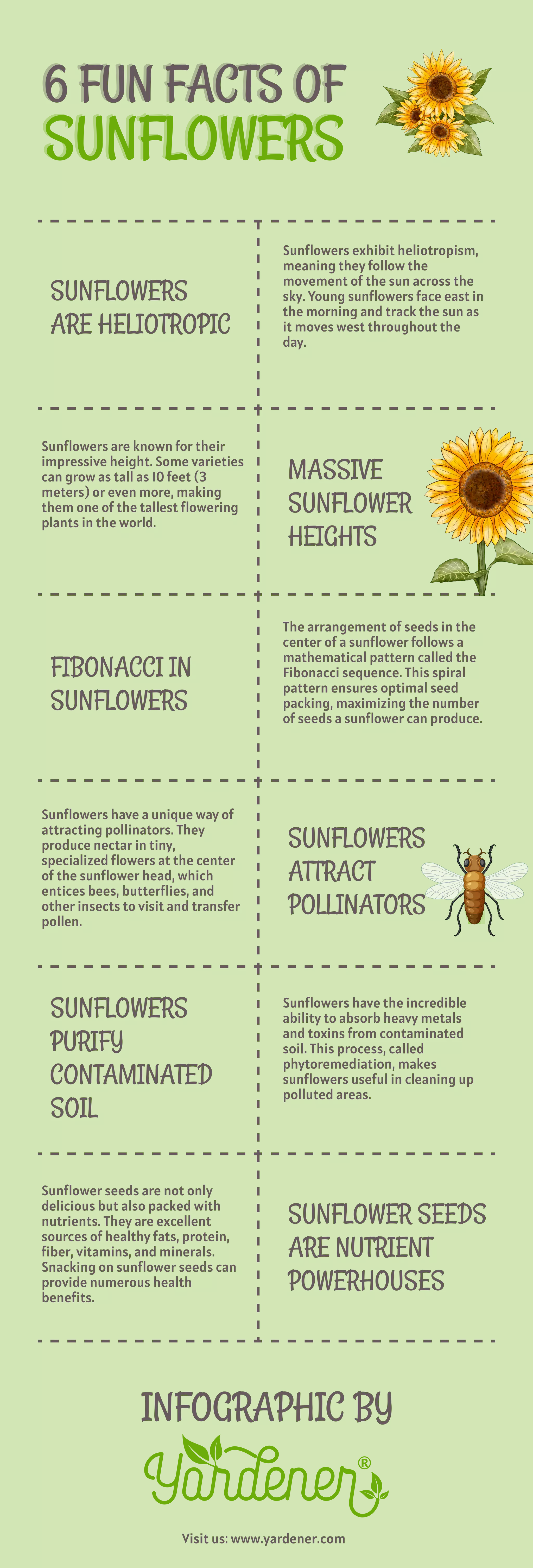 6 Fun Facts of Sunflowers | PDF