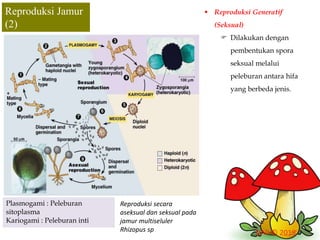 Kingdom Fungi | PPTX