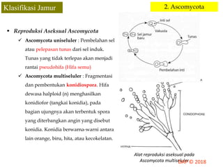 Kingdom Fungi | PPTX