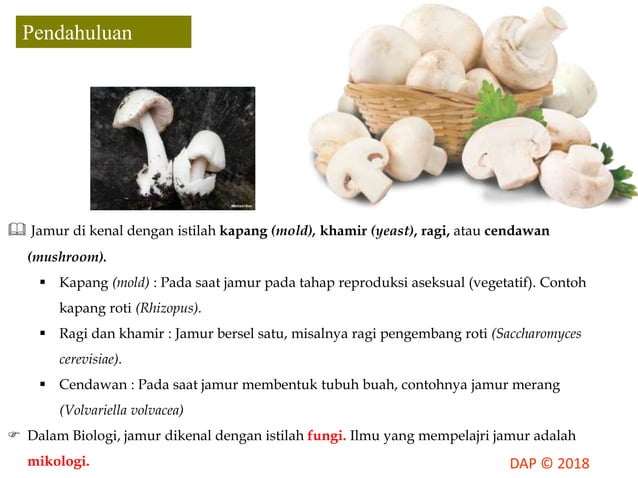 Kingdom Fungi | PPTX