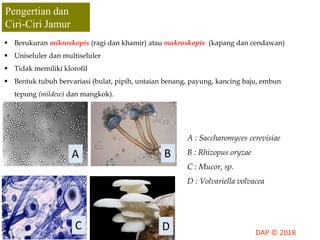 Kingdom Fungi | PPTX