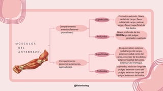 Músculos del miembro superior, los músculos están separados por ...