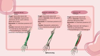 Músculos del miembro superior, los músculos están separados por ...
