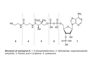Coenzyme A | PPTX