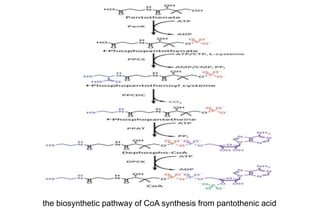 Coenzyme A | PPTX