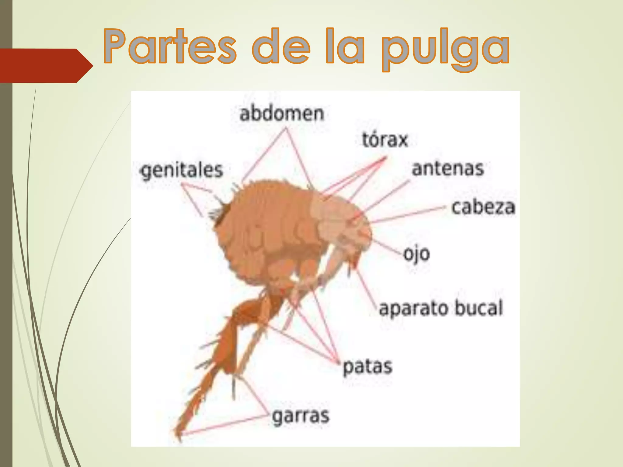 La pulga | PPTX
