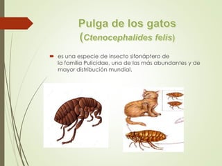 La pulga | PPTX