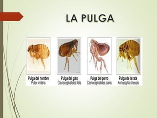 La pulga | PPTX