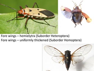 Hemiptera Wings