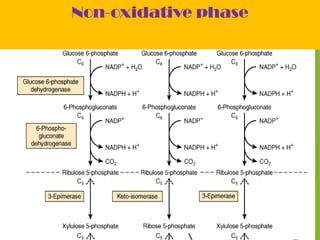 6 HMP SHUNT- alternate glucose oxidation pathway | PPTX