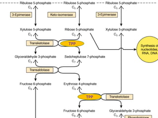 6 HMP SHUNT- alternate glucose oxidation pathway | PPTX