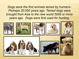 6 how the dog found himself a new master | PPT