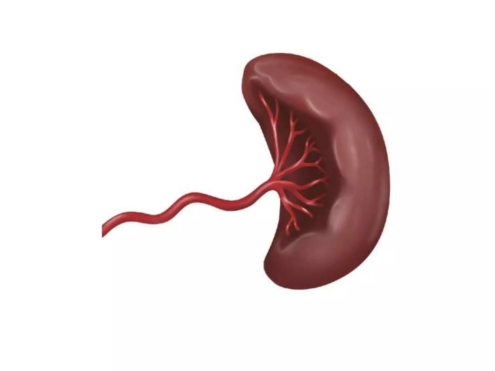 6 human body organs.pptx