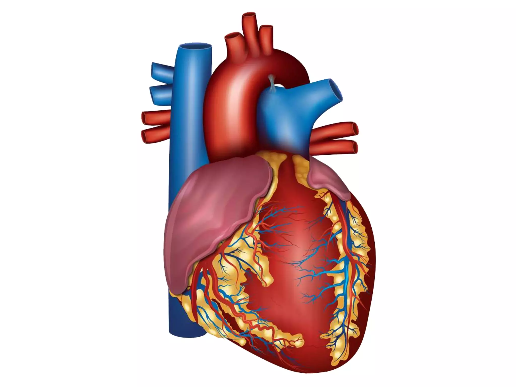 6 human body organs.pptx