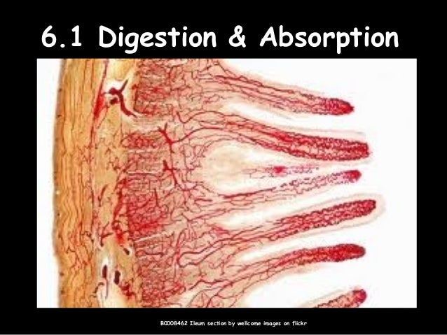 6 human physiology syllabus statements
