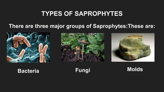 Saprophytic nutirtion | PPTX