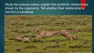 6 interactions-living=non living.pptx