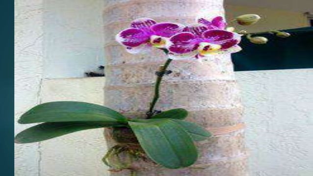 6 interactions-living=non living.pptx | Zoos & Aquariums | Attractions