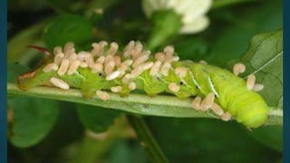 6 interactions-living=non living.pptx