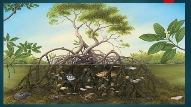 6 interactions-living=non living.pptx | Zoos & Aquariums | Attractions