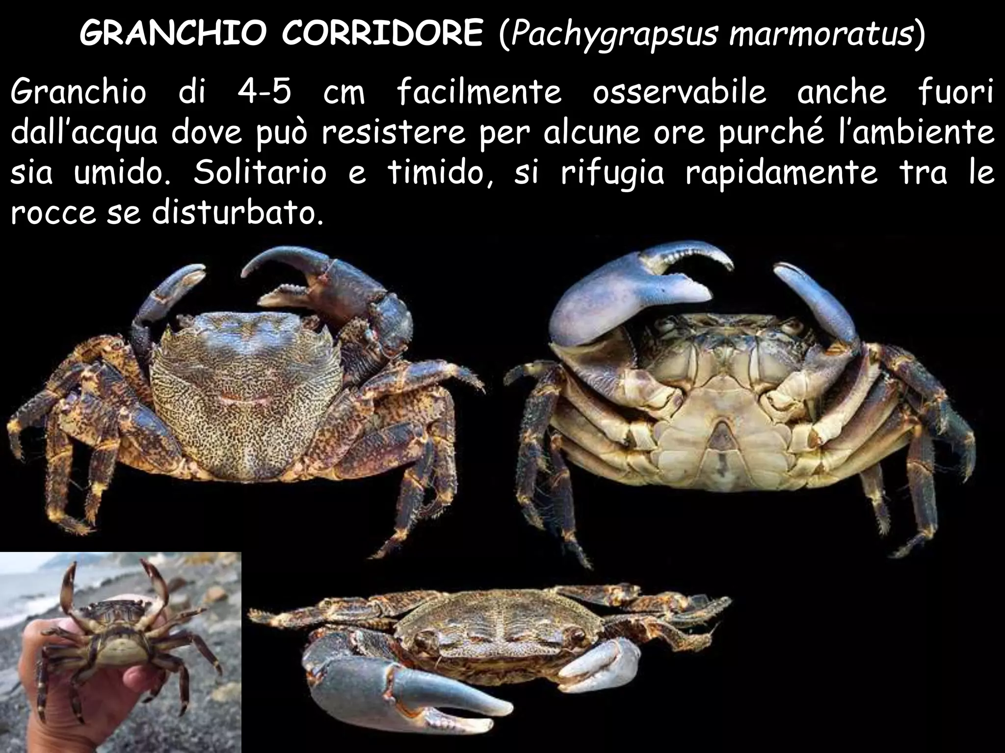 Invertebrati | PPTX