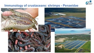 Immunology of aquatic animals | PDF