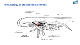 Immunology of aquatic animals | PDF