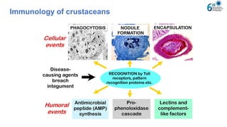 Immunology of aquatic animals | PDF