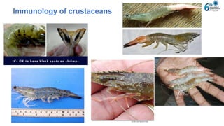 Immunology of aquatic animals | PDF