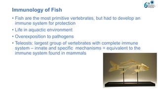 Immunology of aquatic animals | PDF