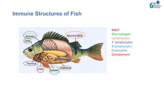 Immunology of aquatic animals | PDF