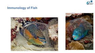 Immunology of aquatic animals | PDF