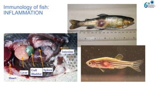 Immunology of aquatic animals | PDF