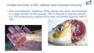 Immunology of aquatic animals | PDF